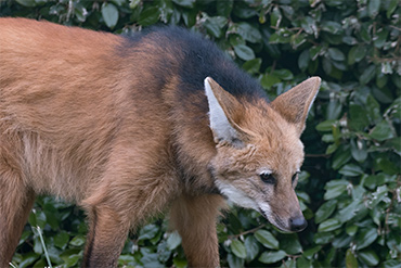 Manenwolf fotograferen in Blijdorp, tips en trucs - interCookie